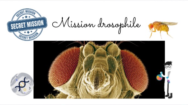 mission drosophile | Genially