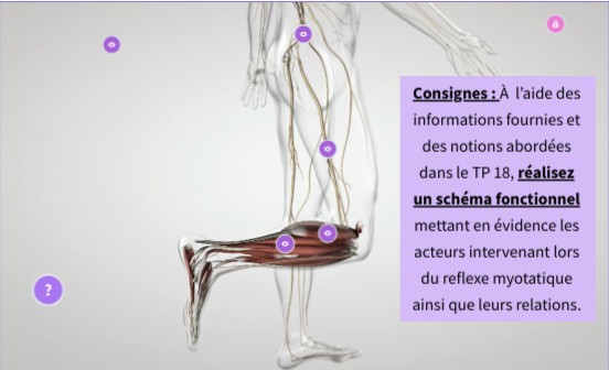 Acteurs du réflexe myotatique | Genially