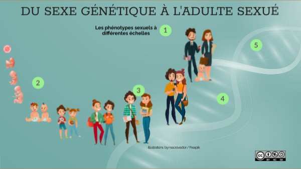 Du sexe génétique à l'adulte sexué 2nde SVT | Genially