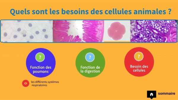 5ème besoin des cellules | Genially