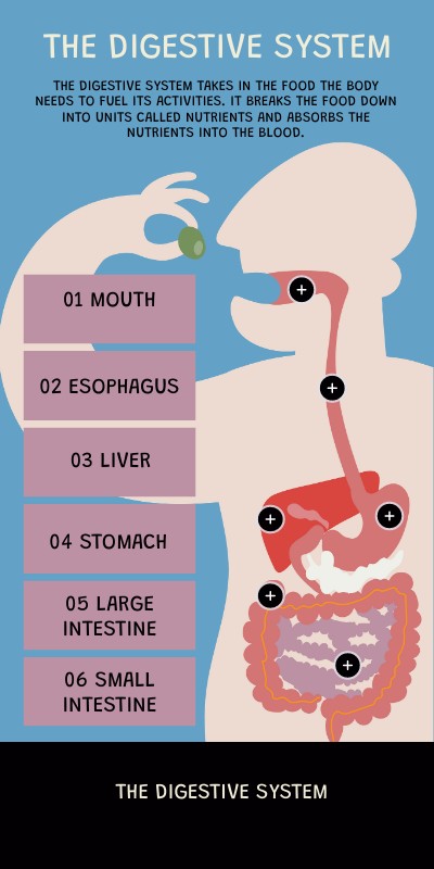 DIGESTIVE VERTICAL INFO