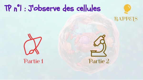 TP1 - Cellules | Genially