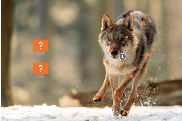 Wolf Interactive image