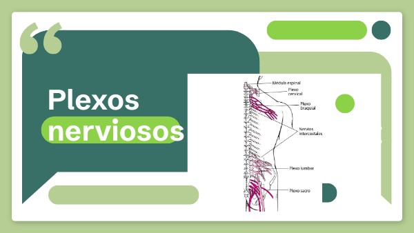 Plexos nerviosos | Genially