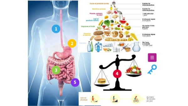 5ème / Chap 08 / Alimentation - Digestion | Genially