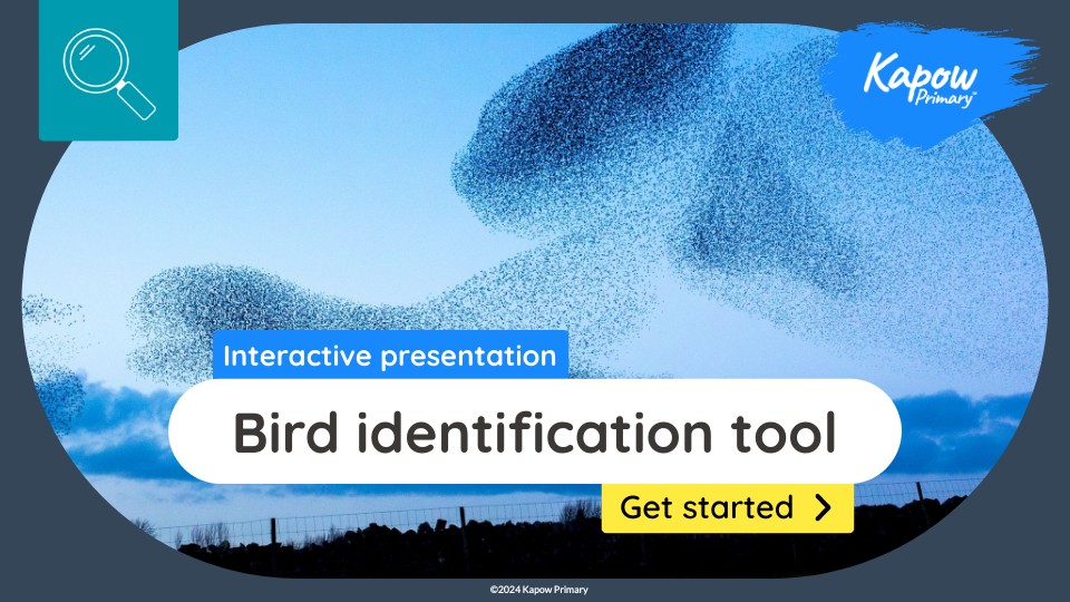 L3 - Bird identification tool