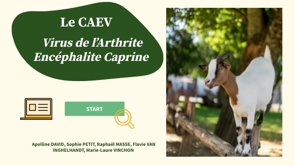 oral CAEV éthologie/santé animale | Genially