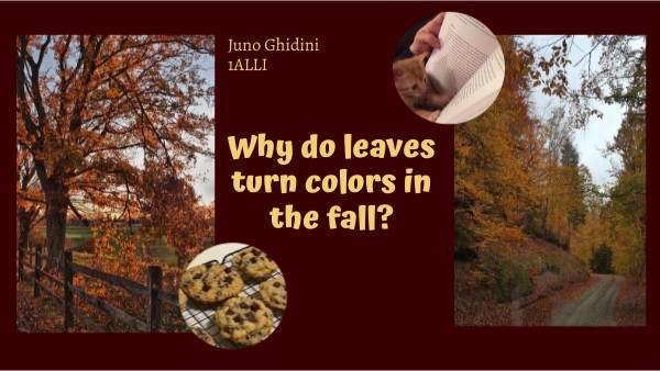 why do leaves turn colors in the fall? | Genially