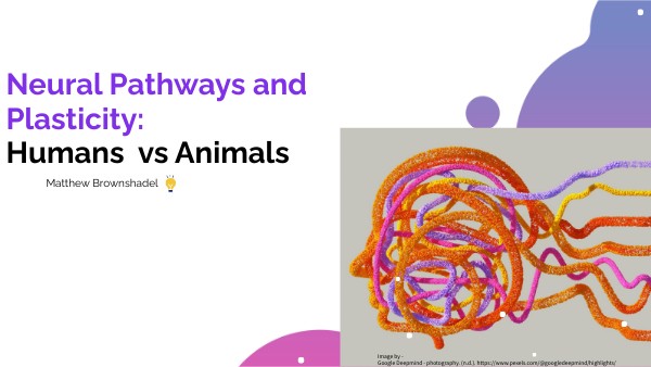 Comparing Neural Pathways in Humans to Animals