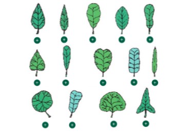 Leaf Shapes | Genially