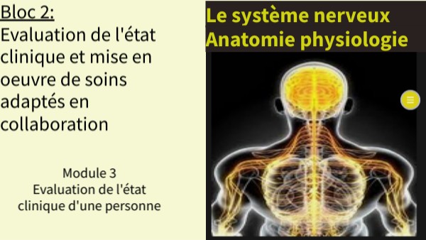 Le système nerveux | Genially