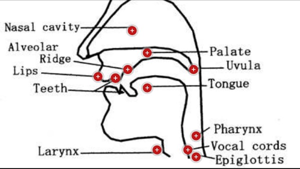 face diagram | Genially