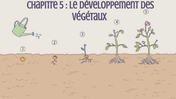 Étapes de croissance des plantes | Genially