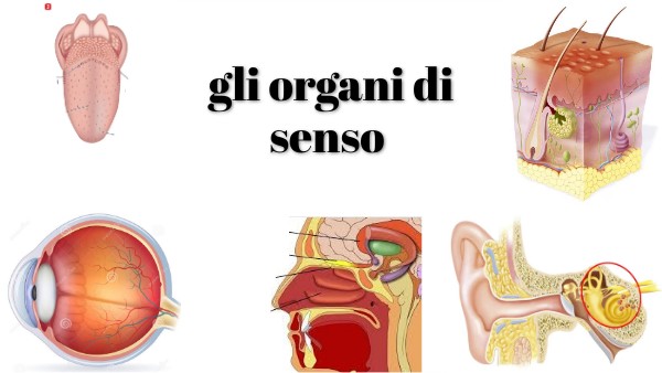 Gli organi di senso