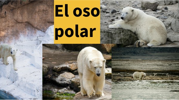 el oso polar | Genially