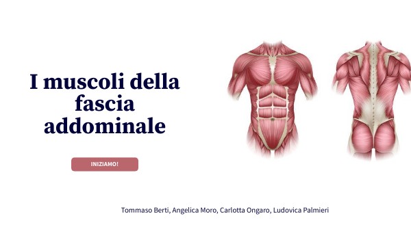 I muscoli della fascia addominale | Genially