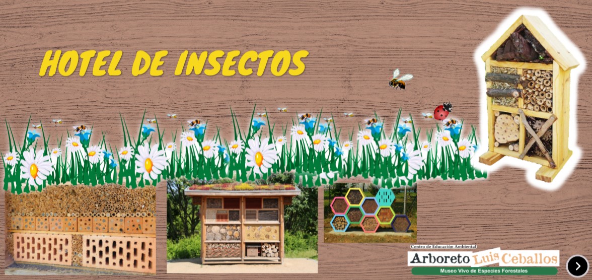 Hotel de insectos primaria | Genially