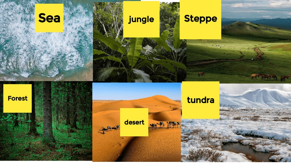 Animals & Habitats | Genially