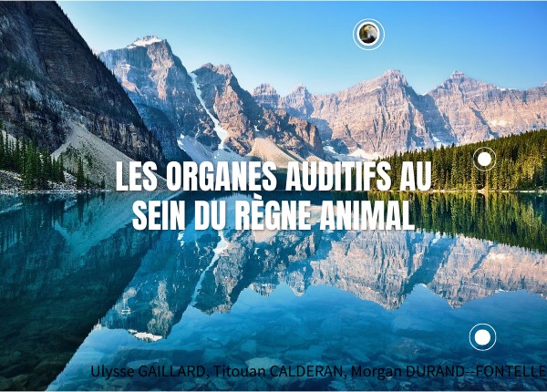 Image interactive nature | Genially