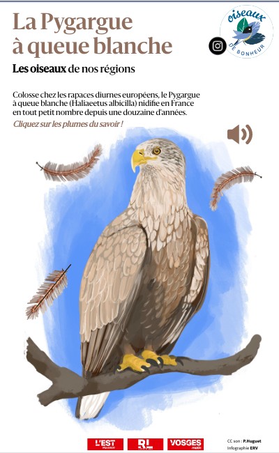Pygargue | Genially