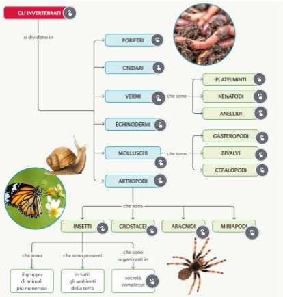GLI INVERTEBRATI - 1L