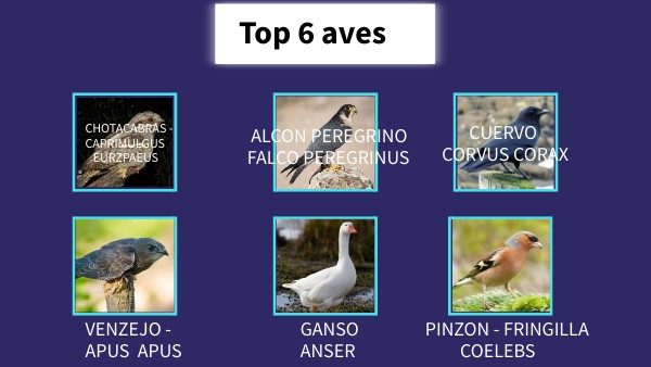 top aves | Genially