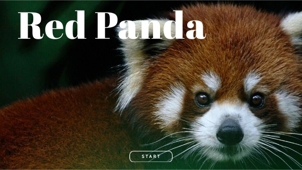 Red Panda | Genially