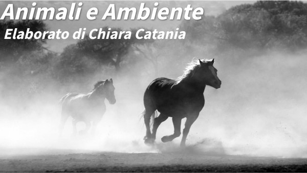 Elaborato Chiara Catania 23/24