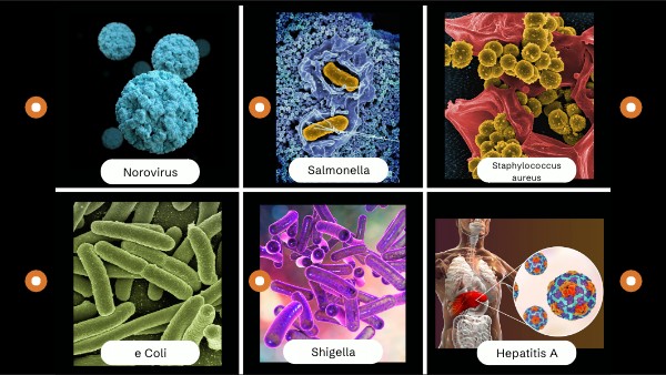 Common Pathogens | Genially