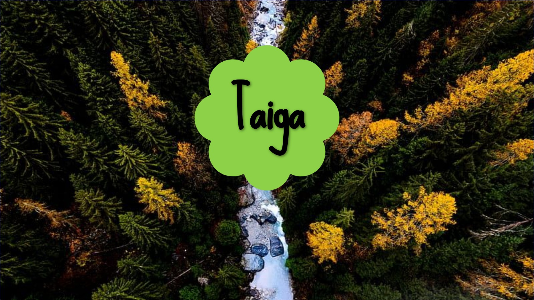 Taiga
