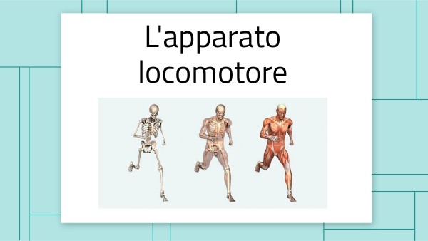 L'apparato locomotore