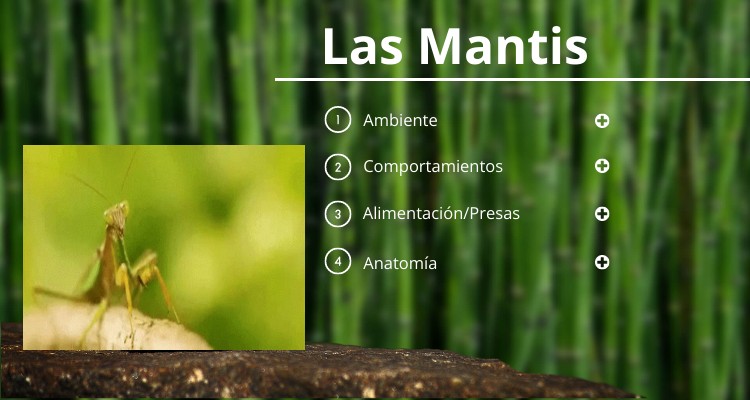 TDR-Parte práctica-Las mantis | Genially