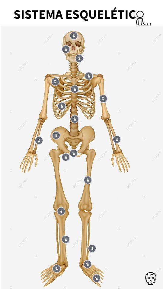 Sistema esquelético Álvaro villuendas y Marco Donoso