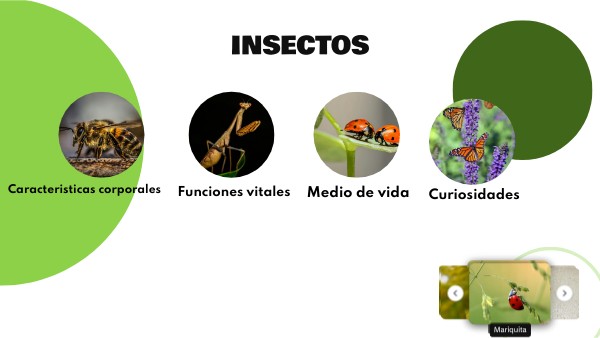 PRESENTACIÓN insectos