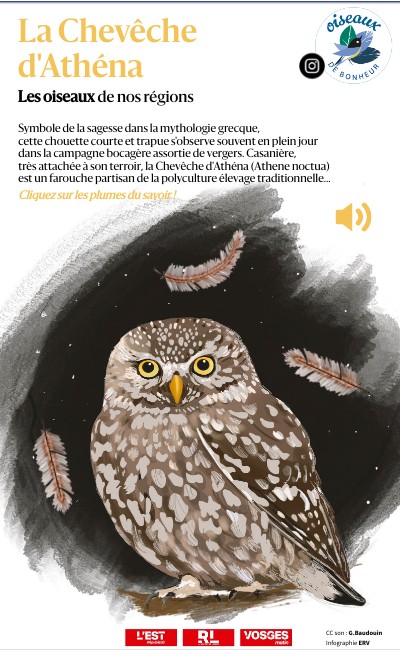 Cheveche_Athena | Genially