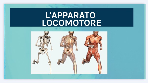 L’apparato locomotore