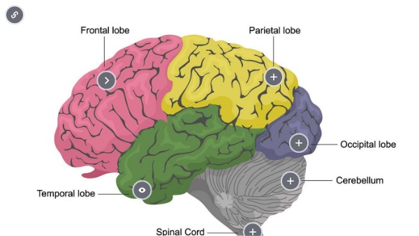 Brain Ananomy | Genially