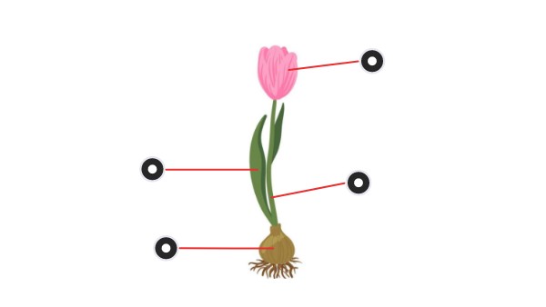 Les parties d'une fleur