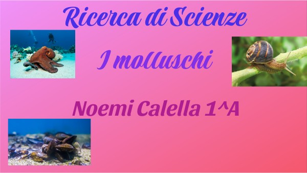 I molluschi
