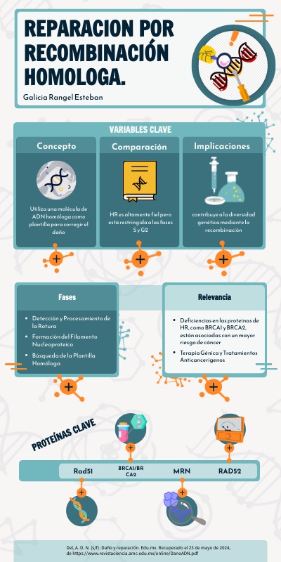Reparacion por recombinación homologa.