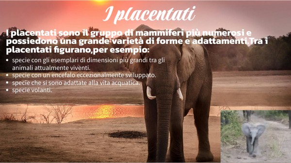I placentati | Genially