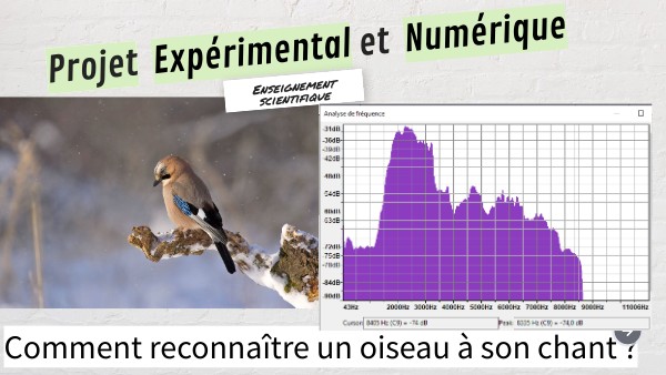 Copy - projet expérimental et numérique : Chant des oiseaux