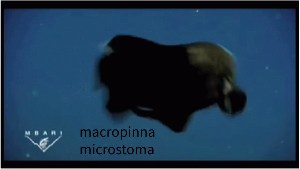 exposé macropinna microstoma