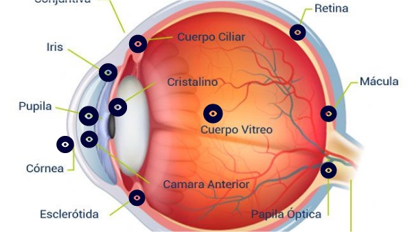 Ojos,conos y bastones