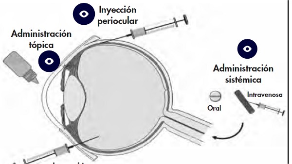Conjuntiva ocular