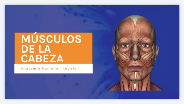 MÚSCULOS DE LA CABEZA | Genially