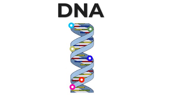 DNA VERTICAL INFO