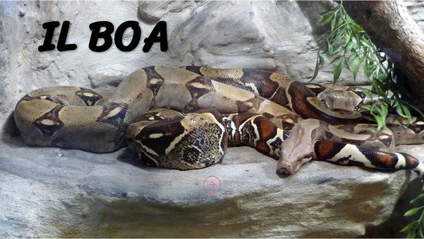 Il boa