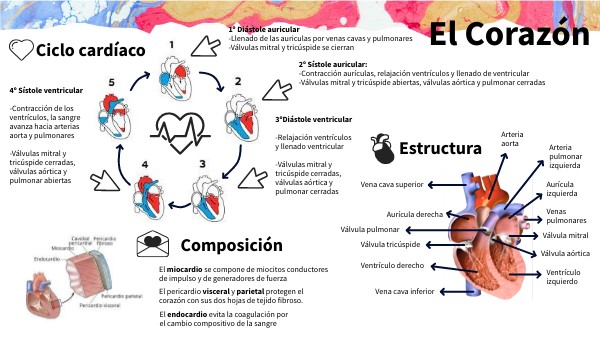 Infografía sistema cardiovascular | Genially