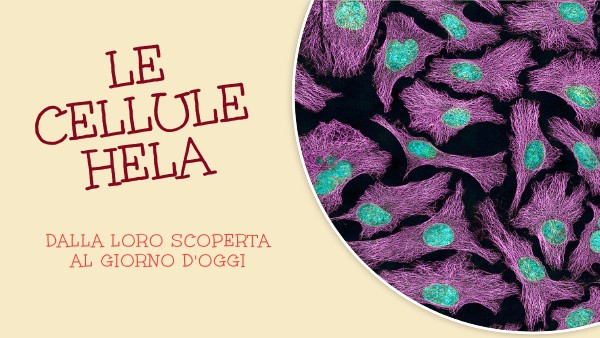Le cellule HeLa | Genially